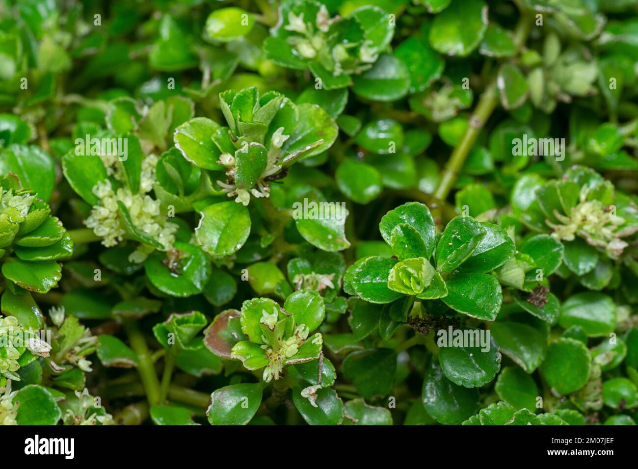 closeup shot of the tiny overgrown soleirolia soleirolii leaves Stock ...