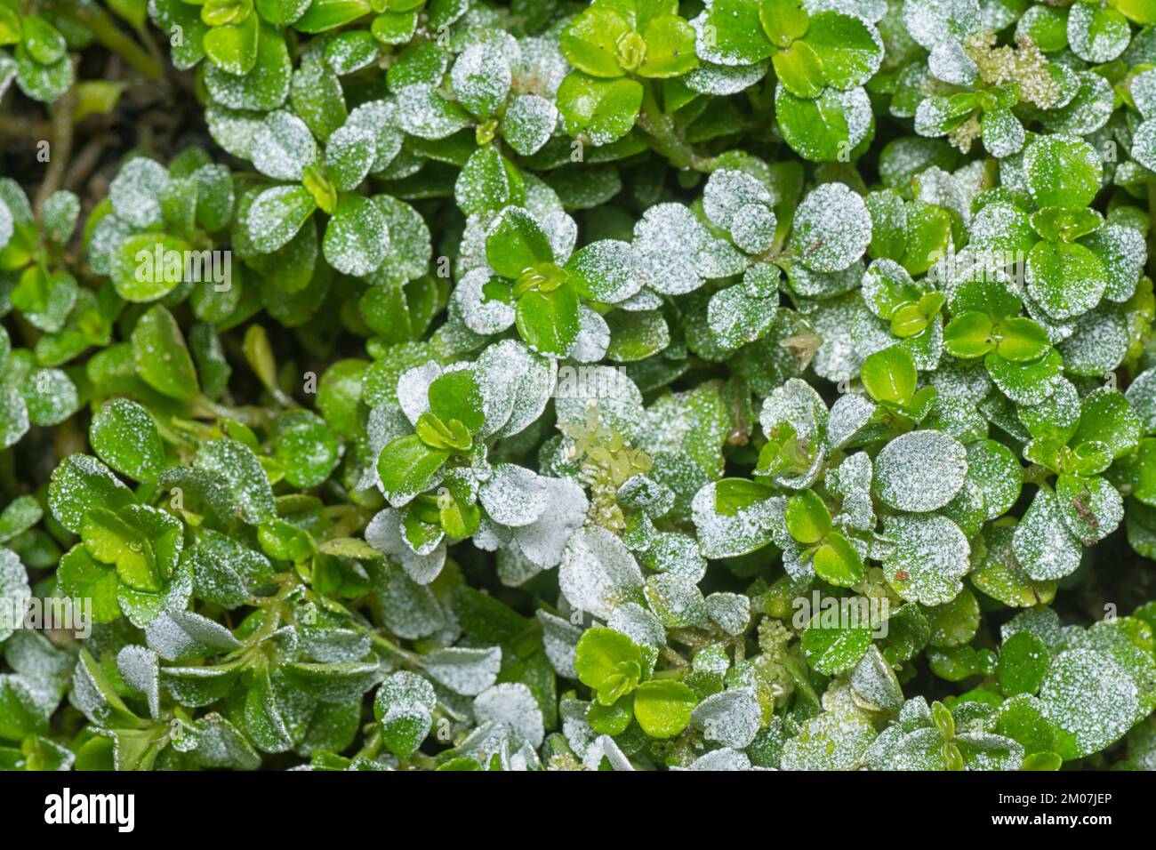 closeup shot of the tiny overgrown soleirolia soleirolii leaves Stock ...