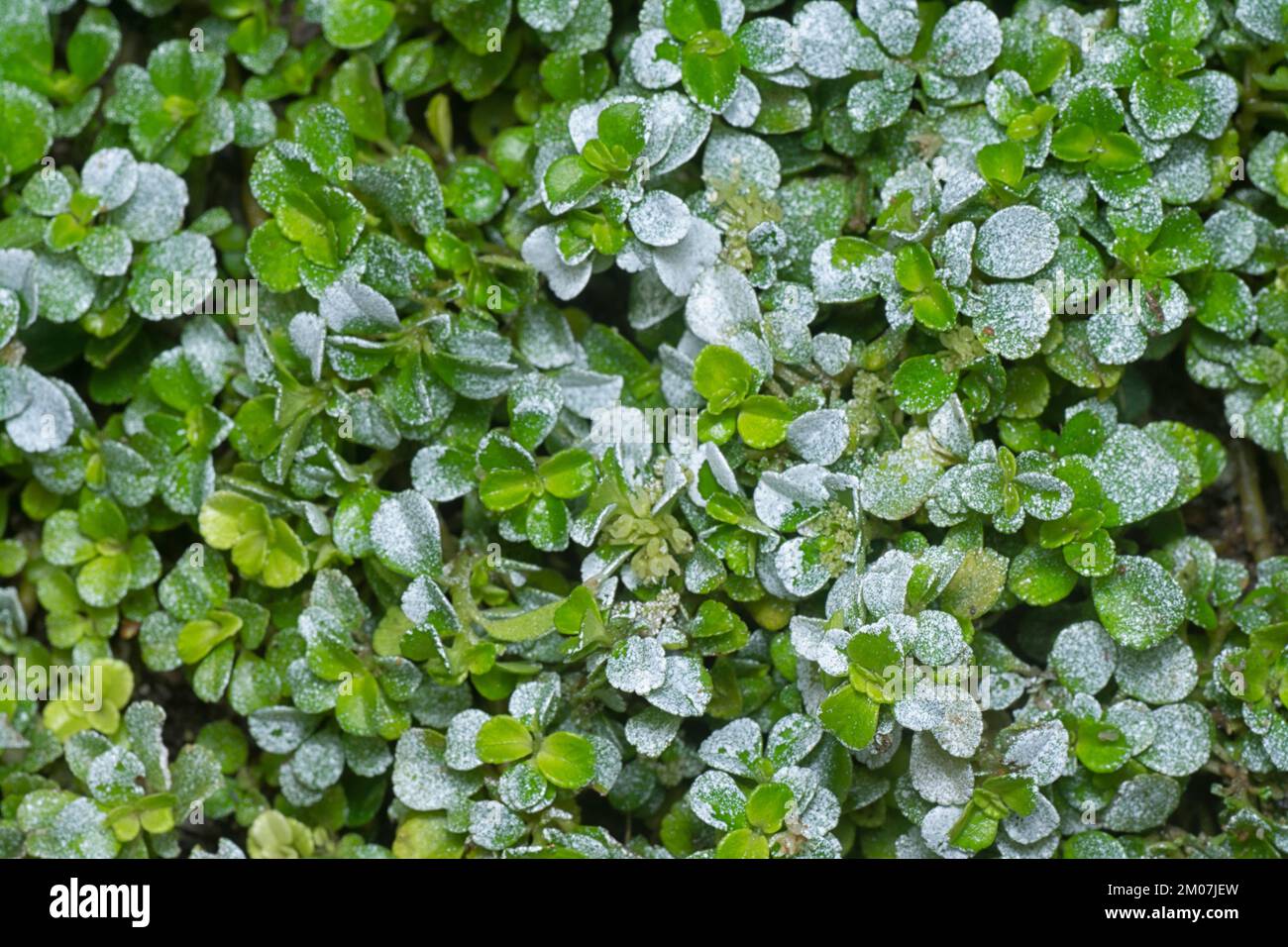 closeup shot of the tiny overgrown soleirolia soleirolii leaves Stock ...