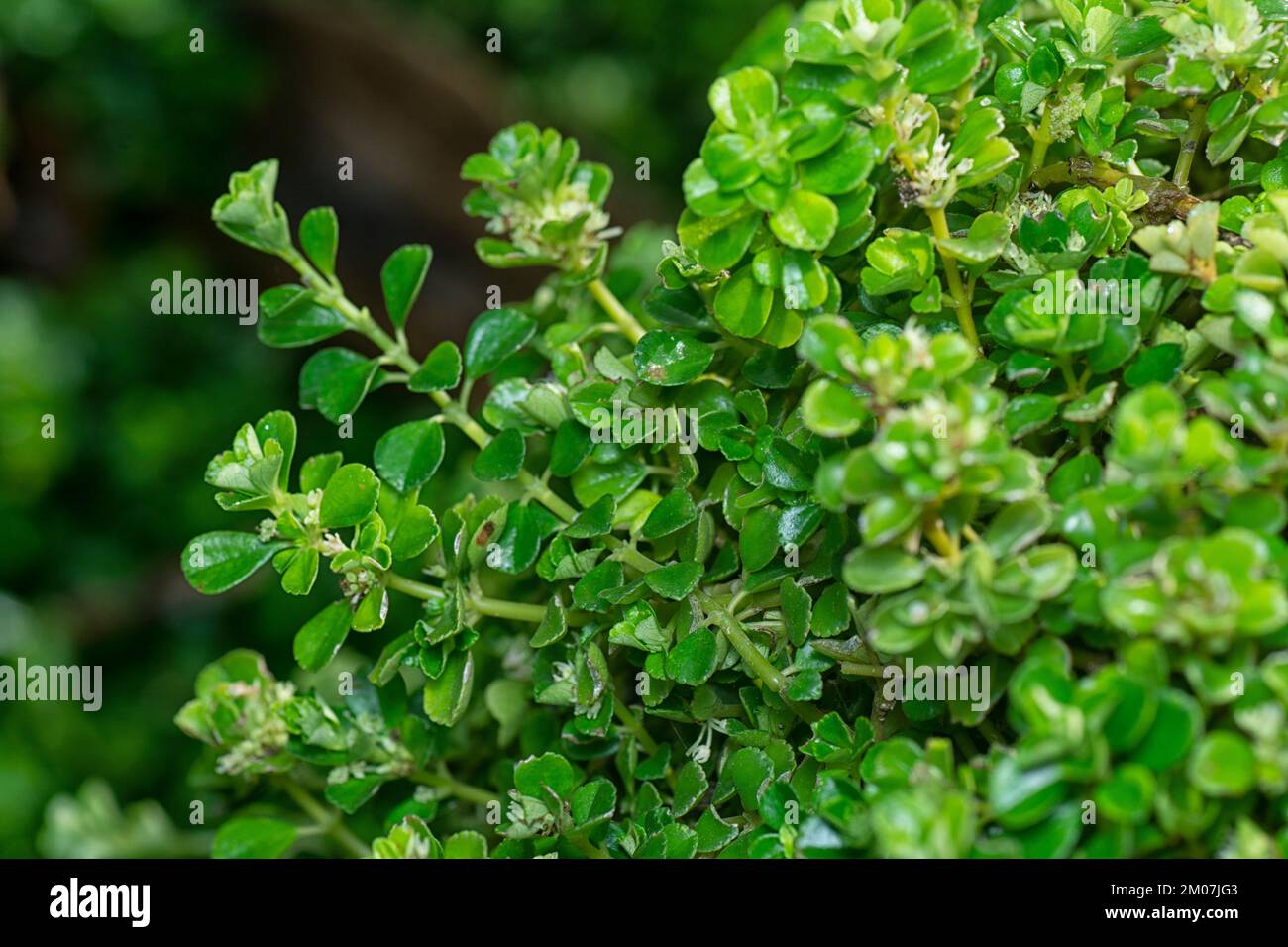 closeup shot of the tiny overgrown soleirolia soleirolii leaves Stock ...