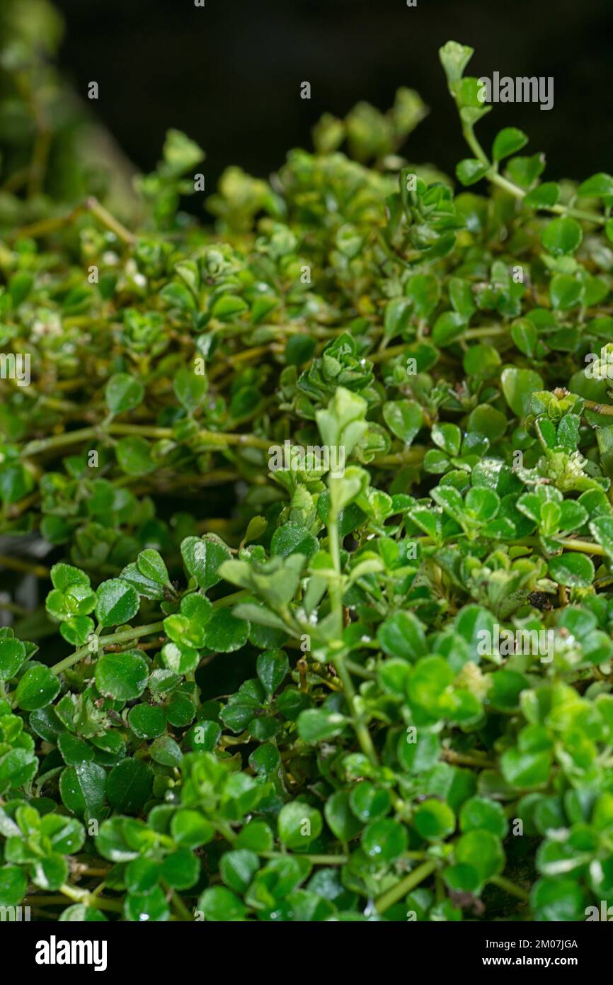 closeup shot of the tiny overgrown soleirolia soleirolii leaves Stock ...