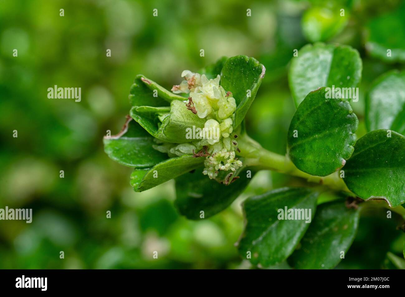 closeup shot of the tiny overgrown soleirolia soleirolii leaves Stock ...