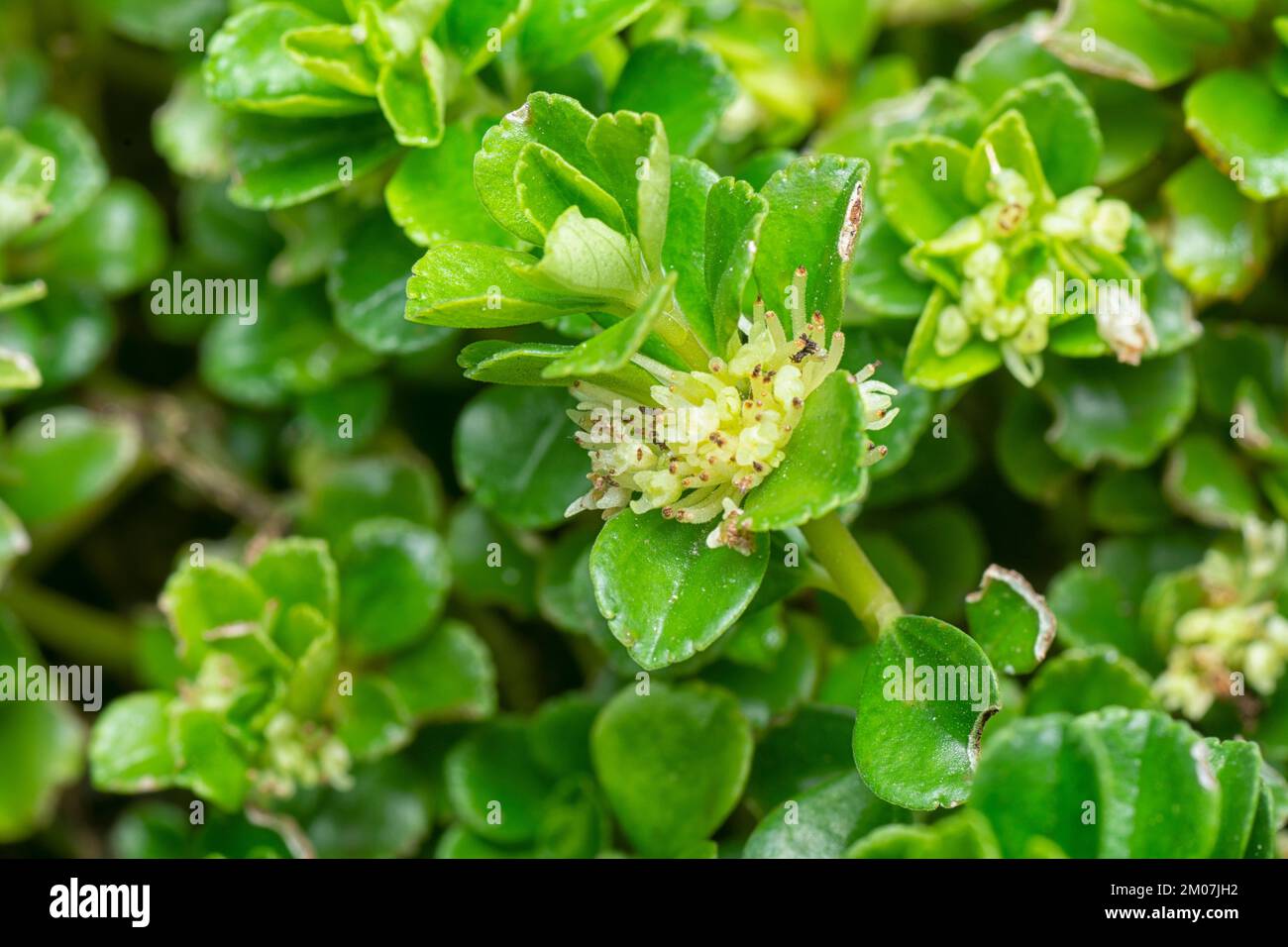 closeup shot of the tiny overgrown soleirolia soleirolii leaves Stock ...