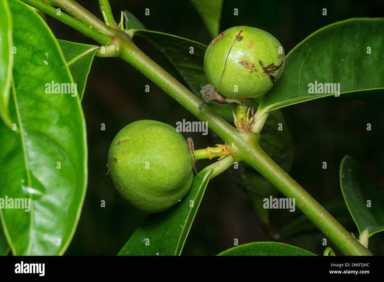 closeup of the young green phaleria macrocarpa fruits Stock Photo - Alamy