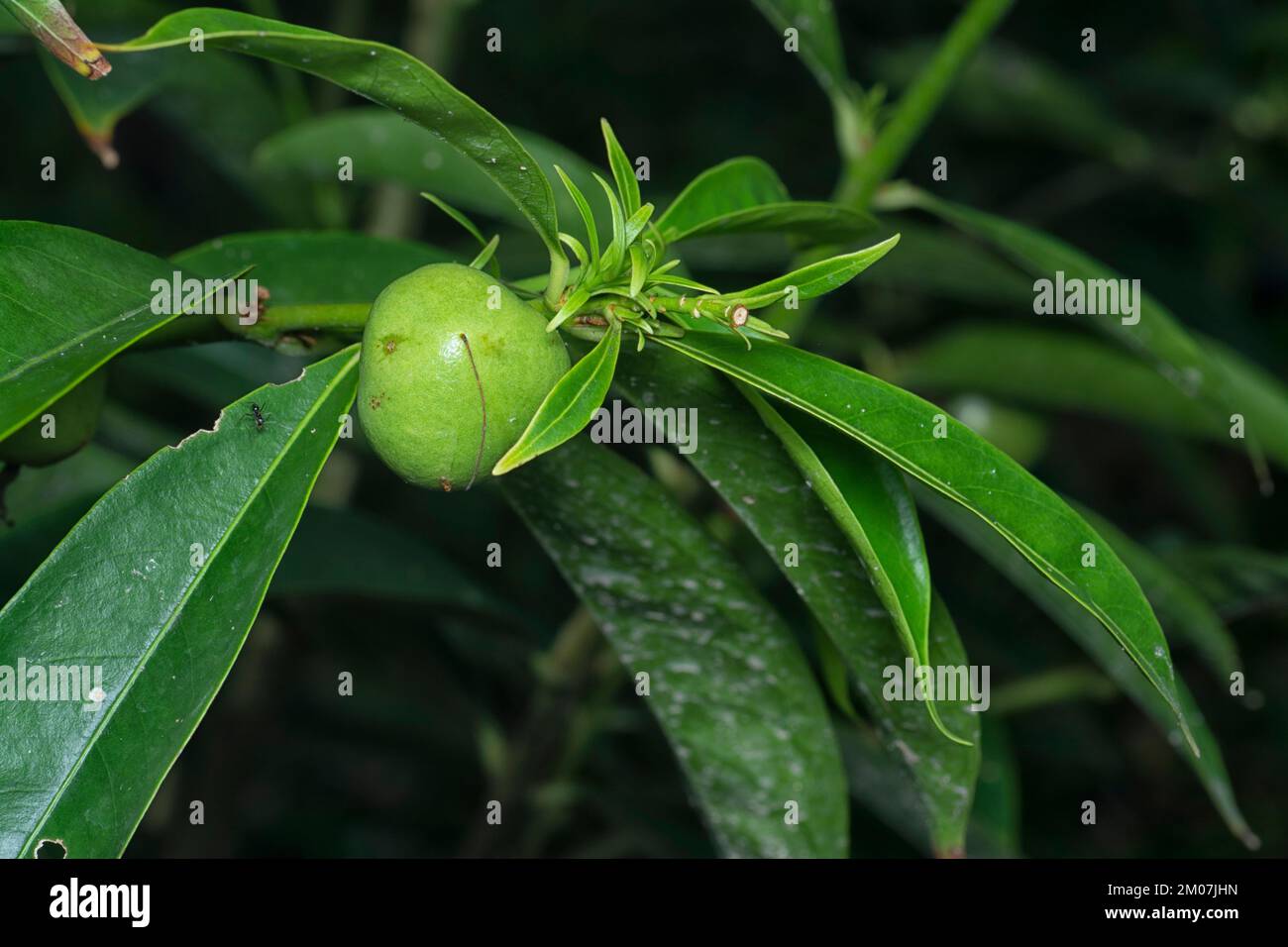 closeup of the young green phaleria macrocarpa fruits Stock Photo - Alamy