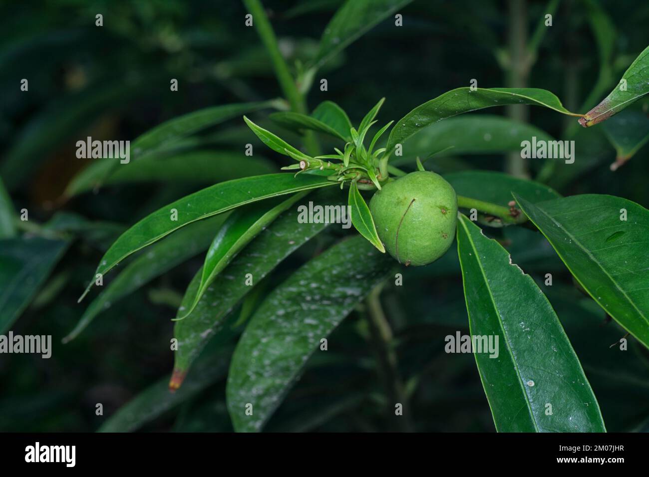 closeup of the young green phaleria macrocarpa fruits Stock Photo - Alamy