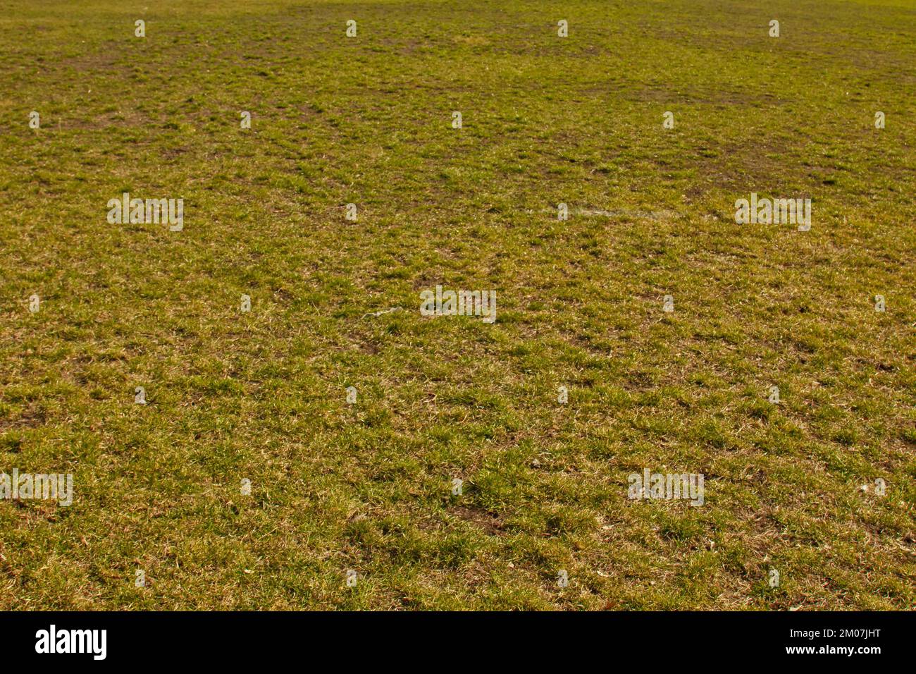 field of green fine grass on the ground. short lawn. background texture ...