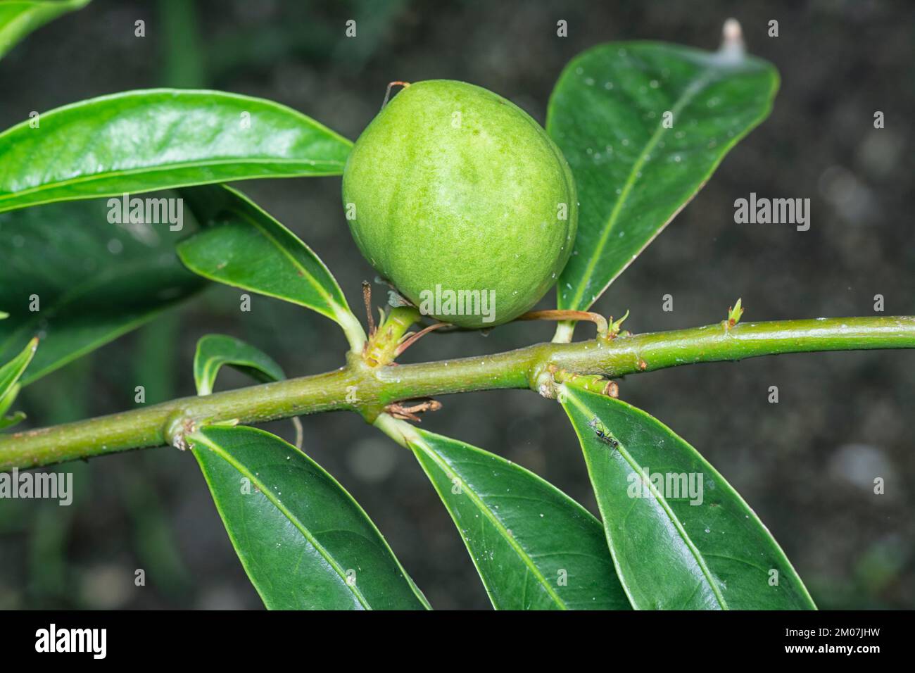 closeup of the young green phaleria macrocarpa fruits Stock Photo - Alamy