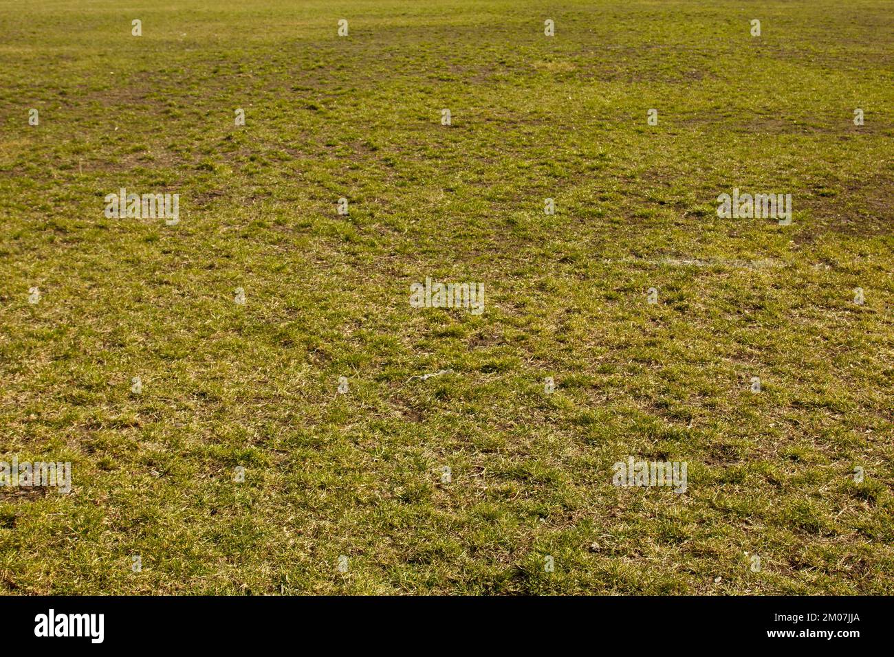 field of green fine grass on the ground. short lawn. background texture ...
