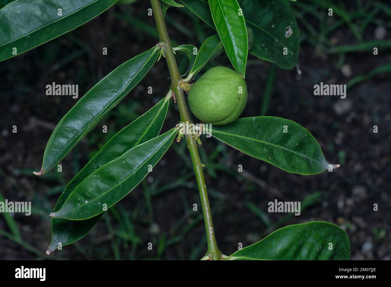 closeup of the young green phaleria macrocarpa fruits Stock Photo - Alamy