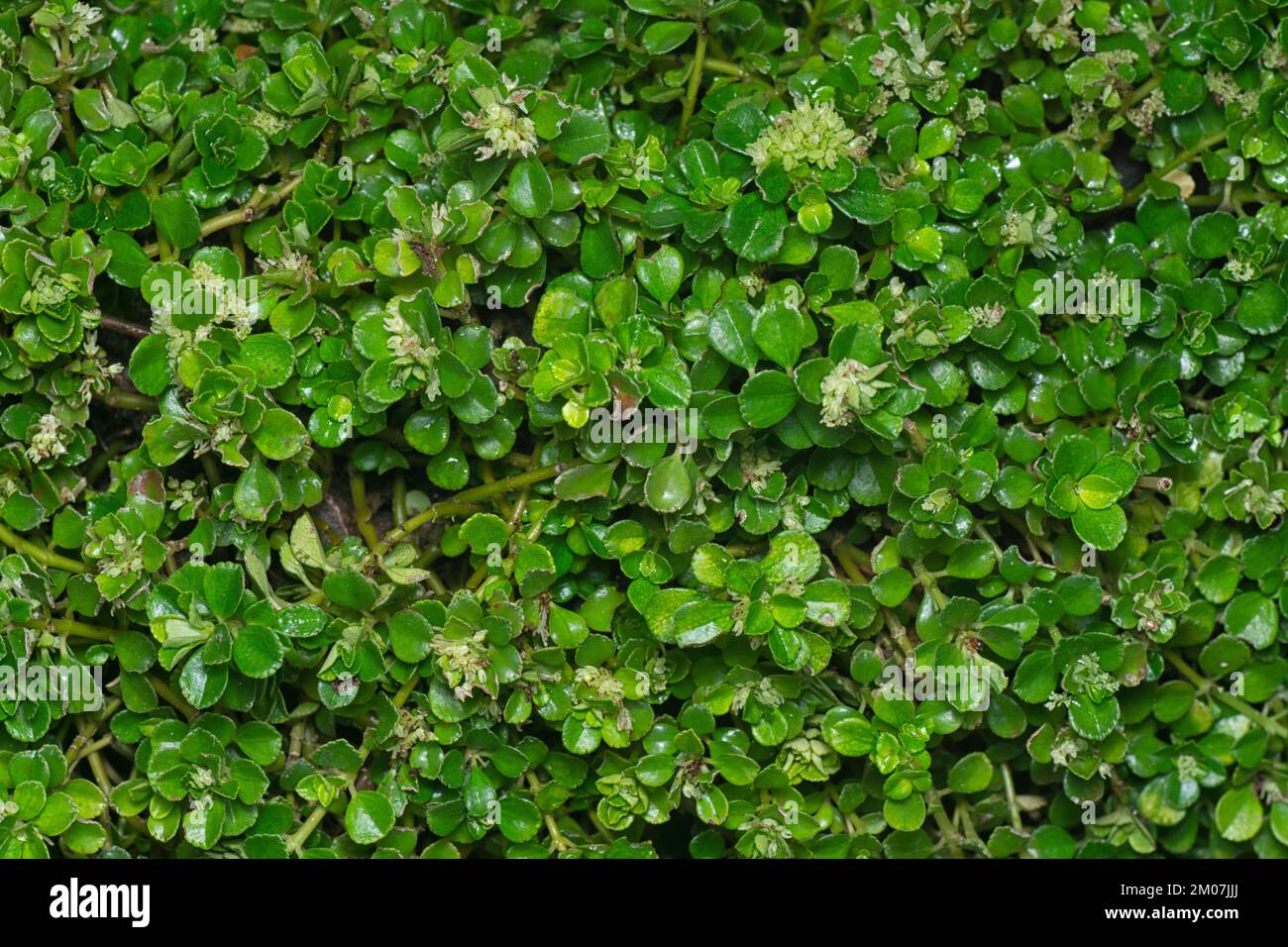 closeup shot of the tiny overgrown soleirolia soleirolii leaves Stock ...