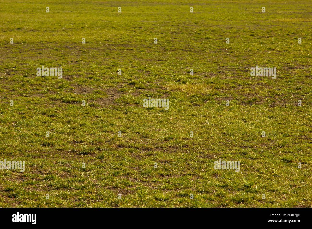 field of green fine grass on the ground. short lawn. background texture ...