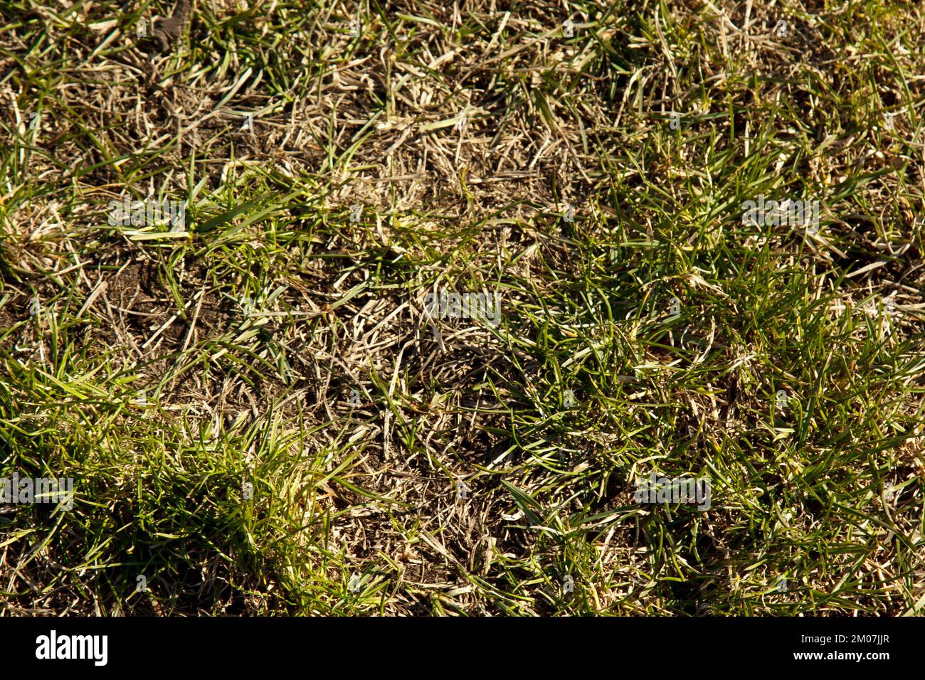 field of green fine grass on the ground. short lawn. background texture ...