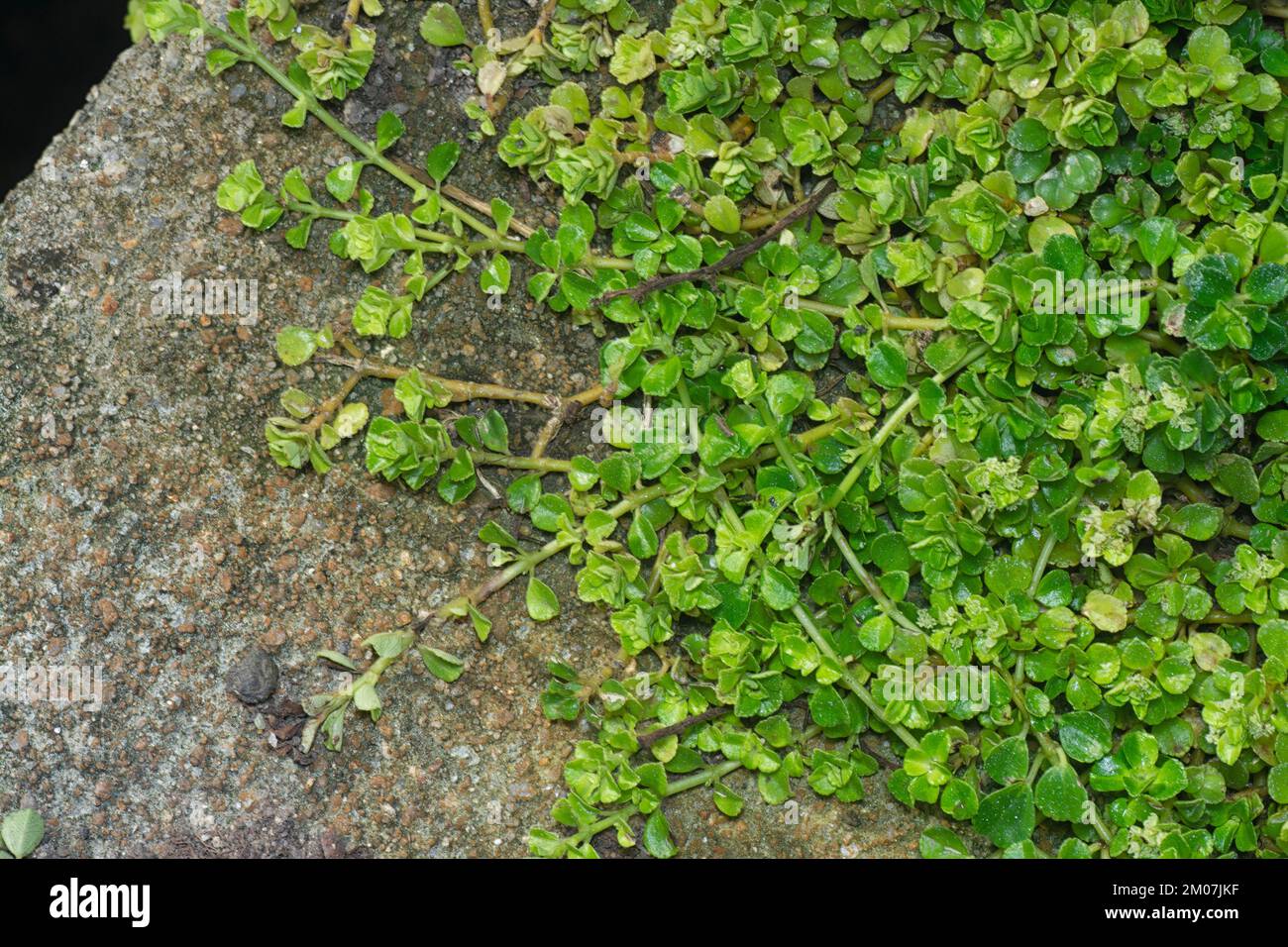 closeup shot of the tiny overgrown soleirolia soleirolii leaves Stock ...