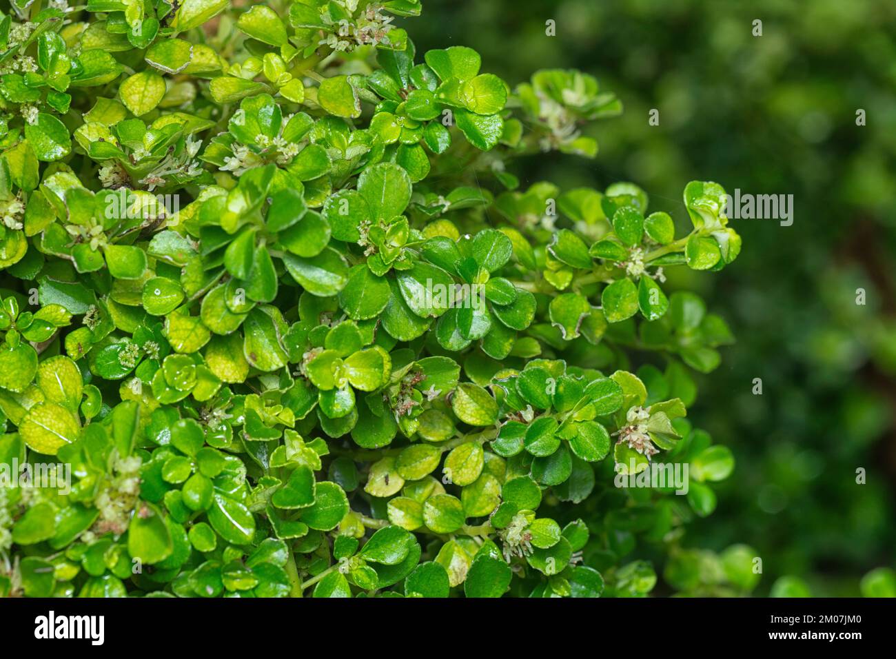 closeup shot of the tiny overgrown soleirolia soleirolii leaves Stock ...
