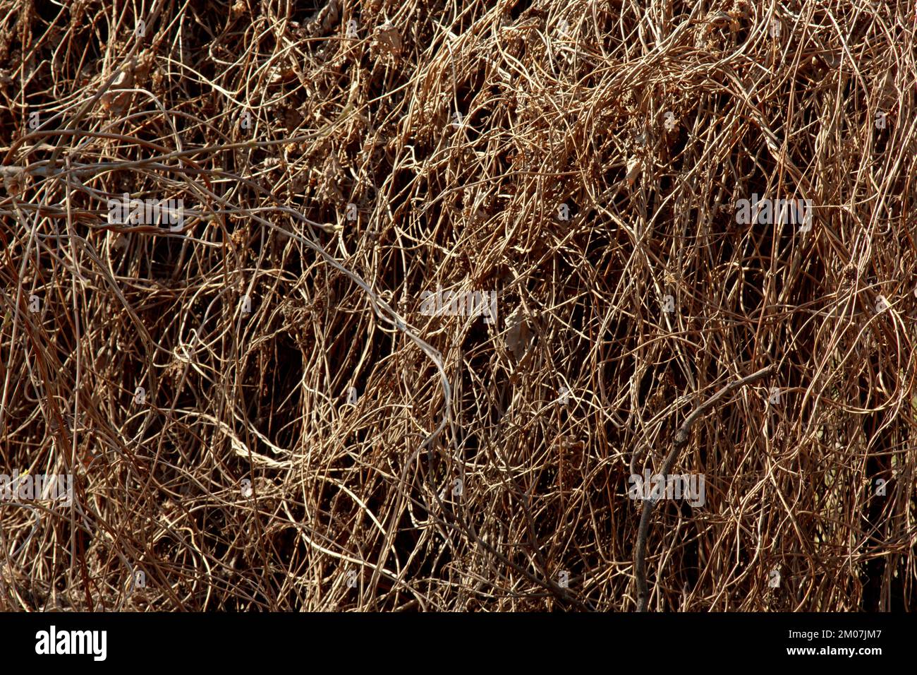 Natural background bushes branches. Dry branches of trees. Bush ...