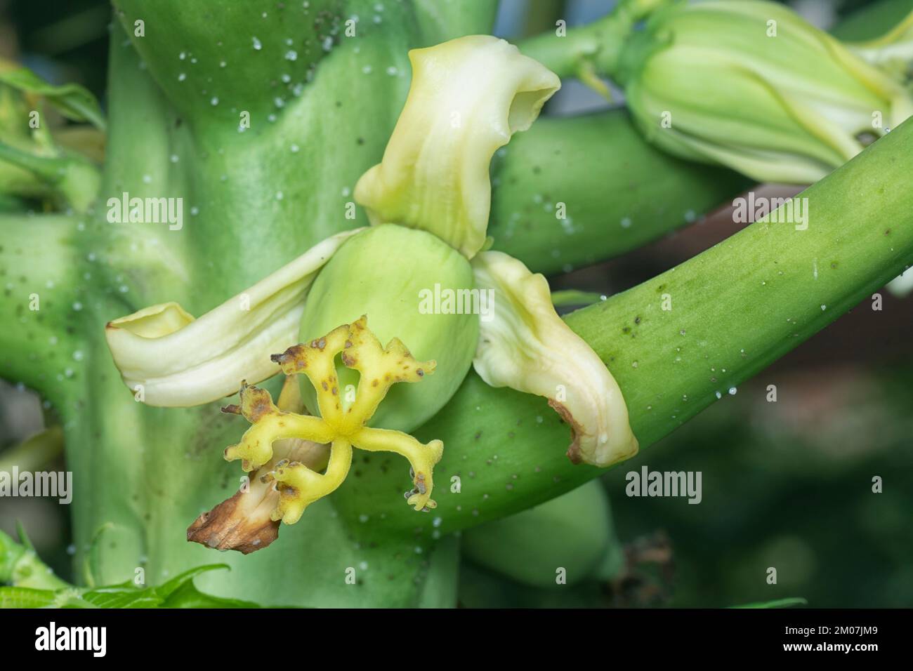 closeup of the flower bearing fruits on the papaya trunk Stock Photo ...