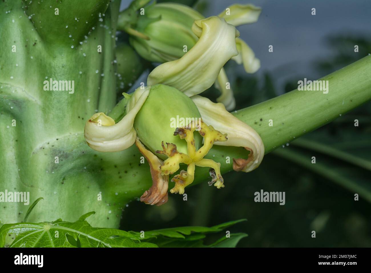 closeup of the flower bearing fruits on the papaya trunk Stock Photo ...