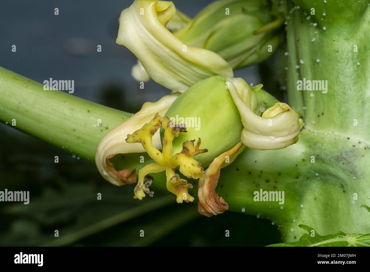 closeup of the flower bearing fruits on the papaya trunk Stock Photo ...
