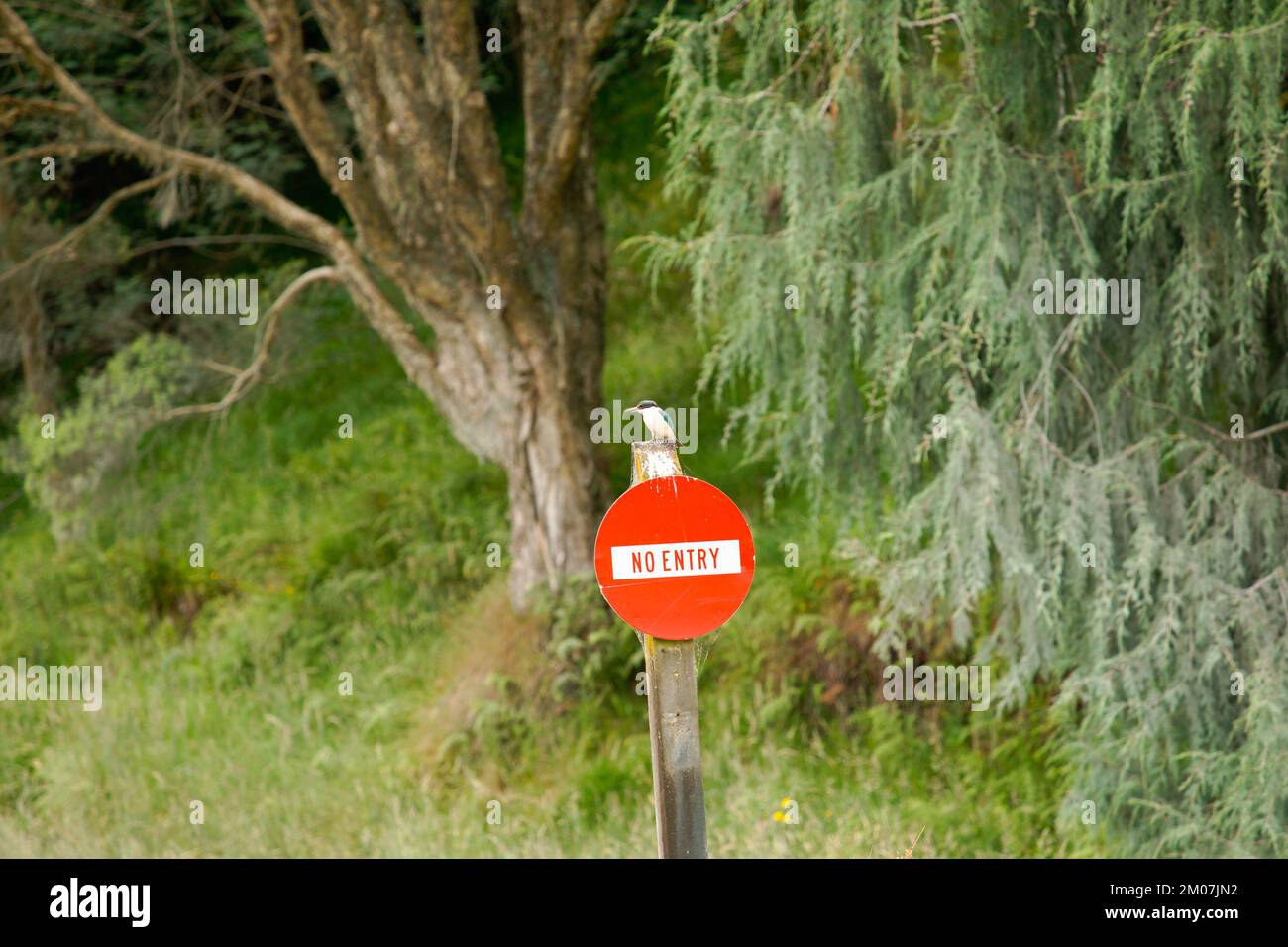 Red circular No Entry sign on post with kingfisher Stock Photo - Alamy
