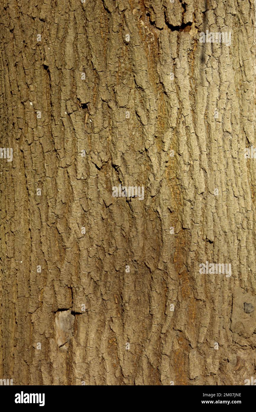 cracked tree bark close-up. old wood texture. background Stock Photo ...