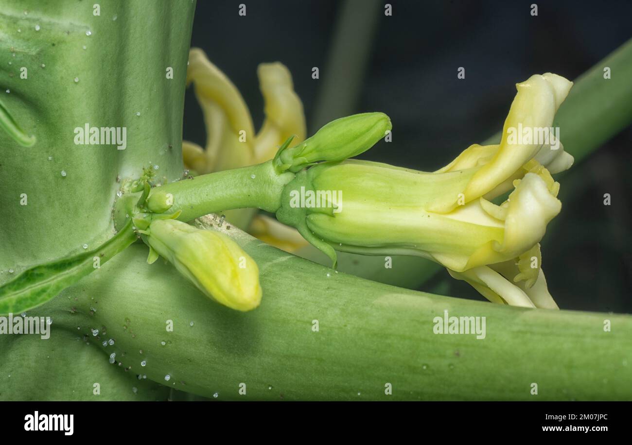 Papaya Flower Anatomy