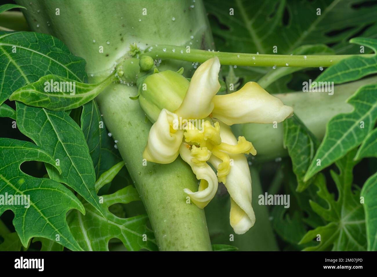 closeup of the flower bearing fruits on the papaya trunk Stock Photo ...