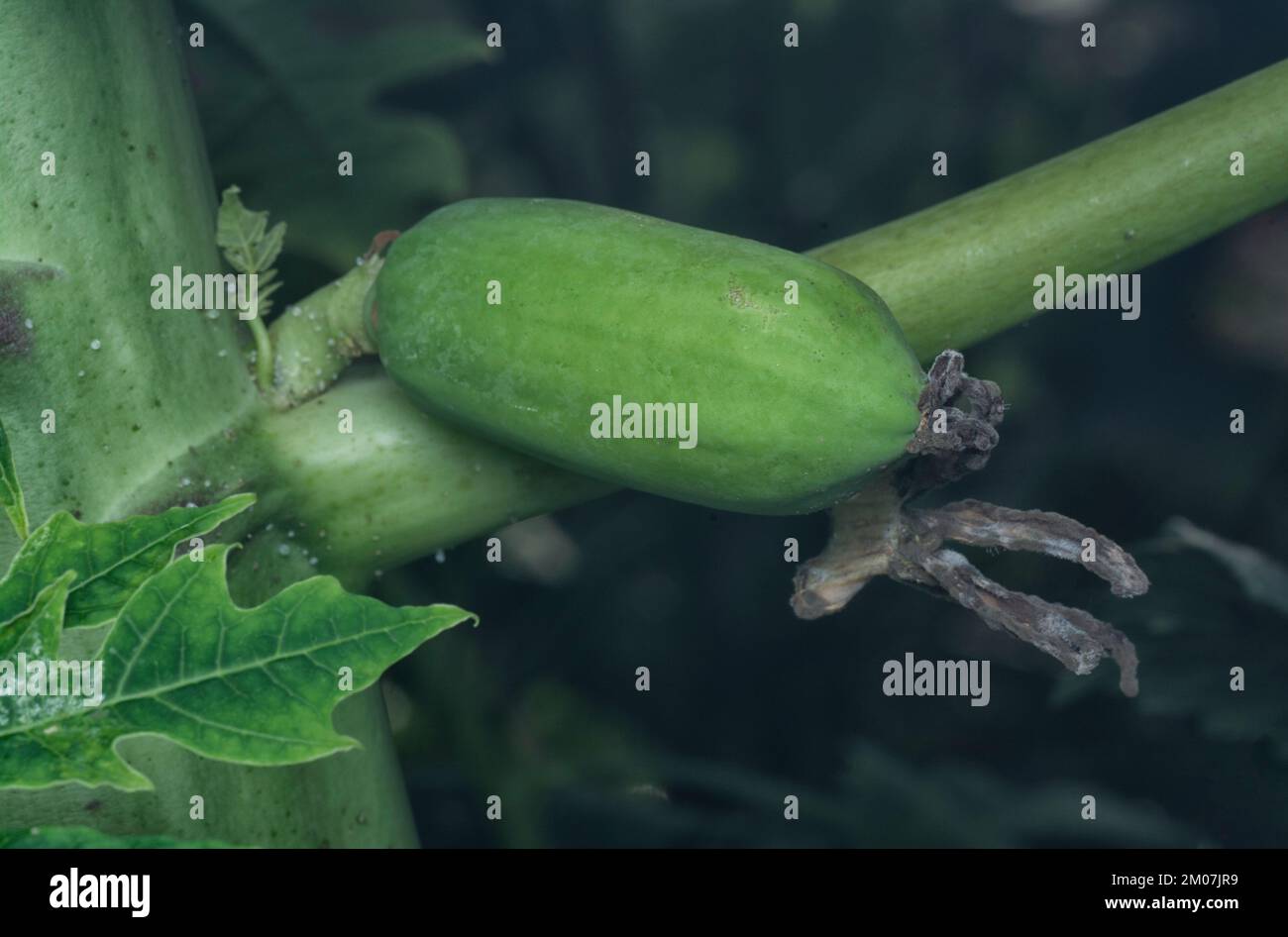 closeup of the flower bearing fruits on the papaya trunk Stock Photo ...