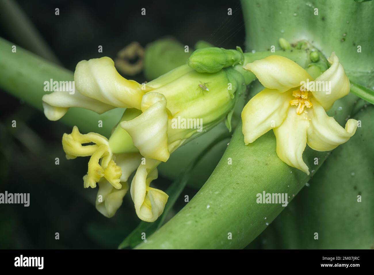 closeup of the flower bearing fruits on the papaya trunk Stock Photo ...