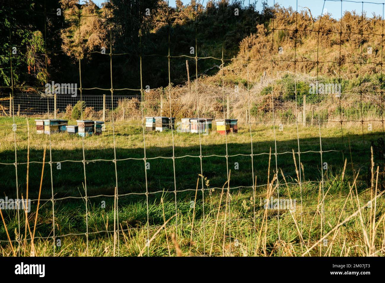 Beehives across field on New Zealand Farm Stock Photo - Alamy