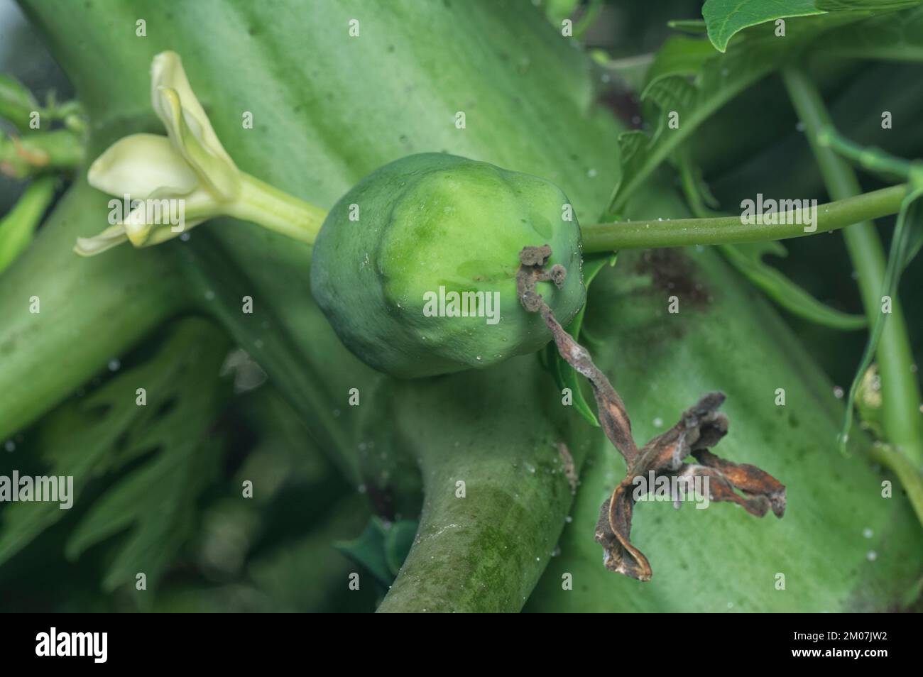 Female flower the papaya carica papaya hi-res stock photography and ...