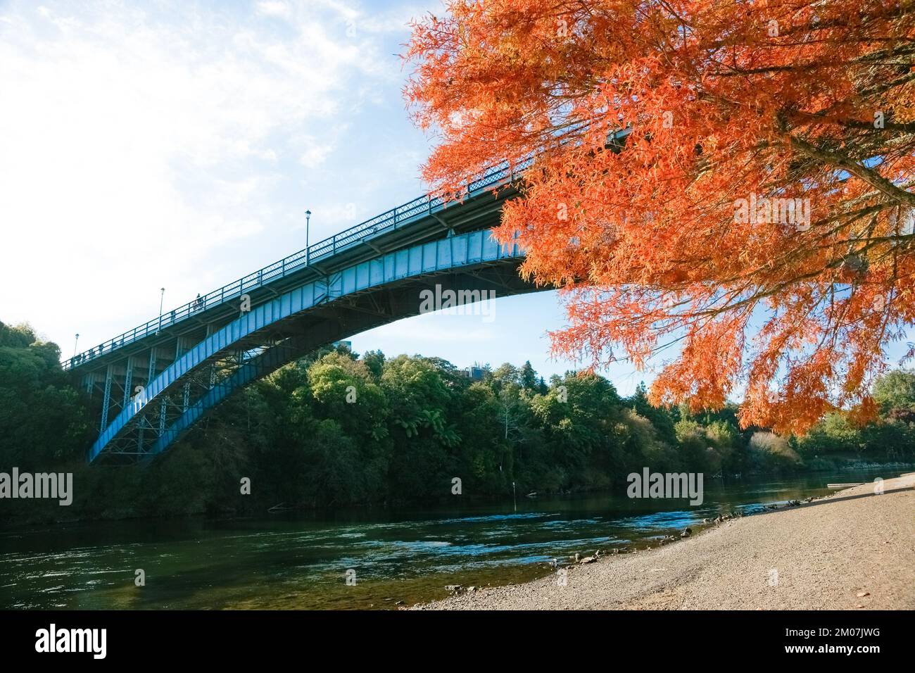 Bright fall color tree by Victoria Bridge over Waikato River, Hamilton ...