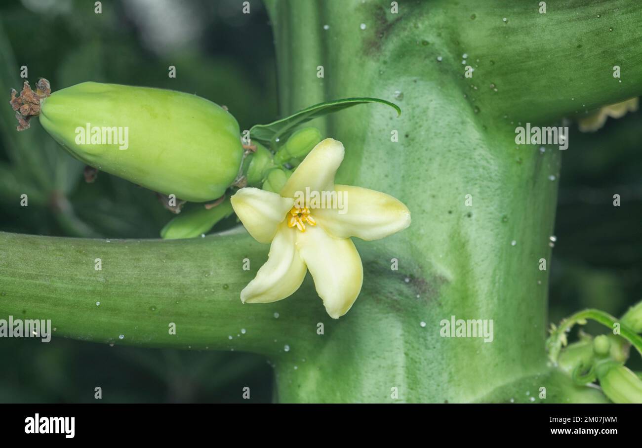 closeup of the flower bearing fruits on the papaya trunk Stock Photo ...
