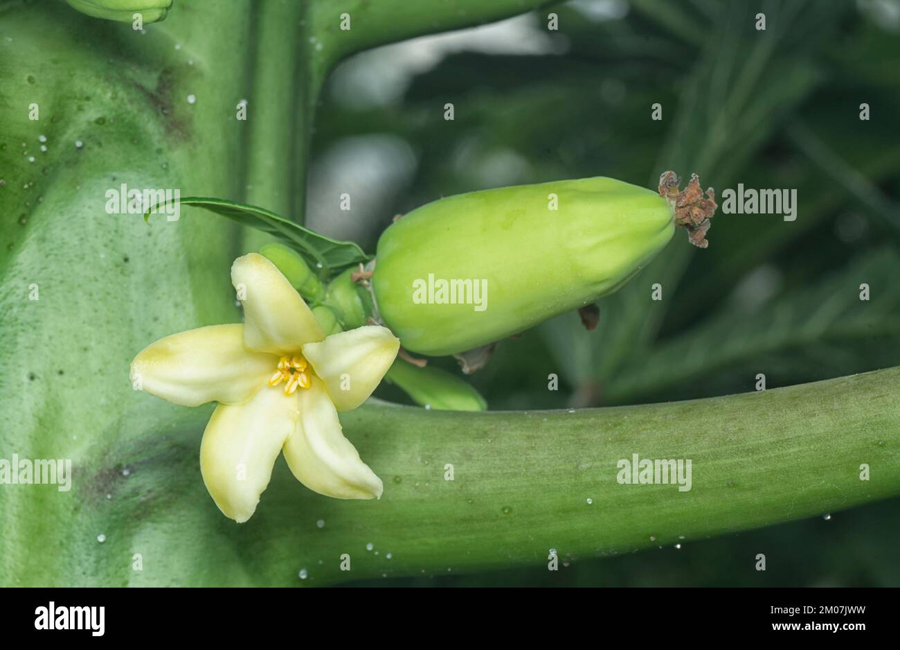 closeup of the flower bearing fruits on the papaya trunk Stock Photo ...