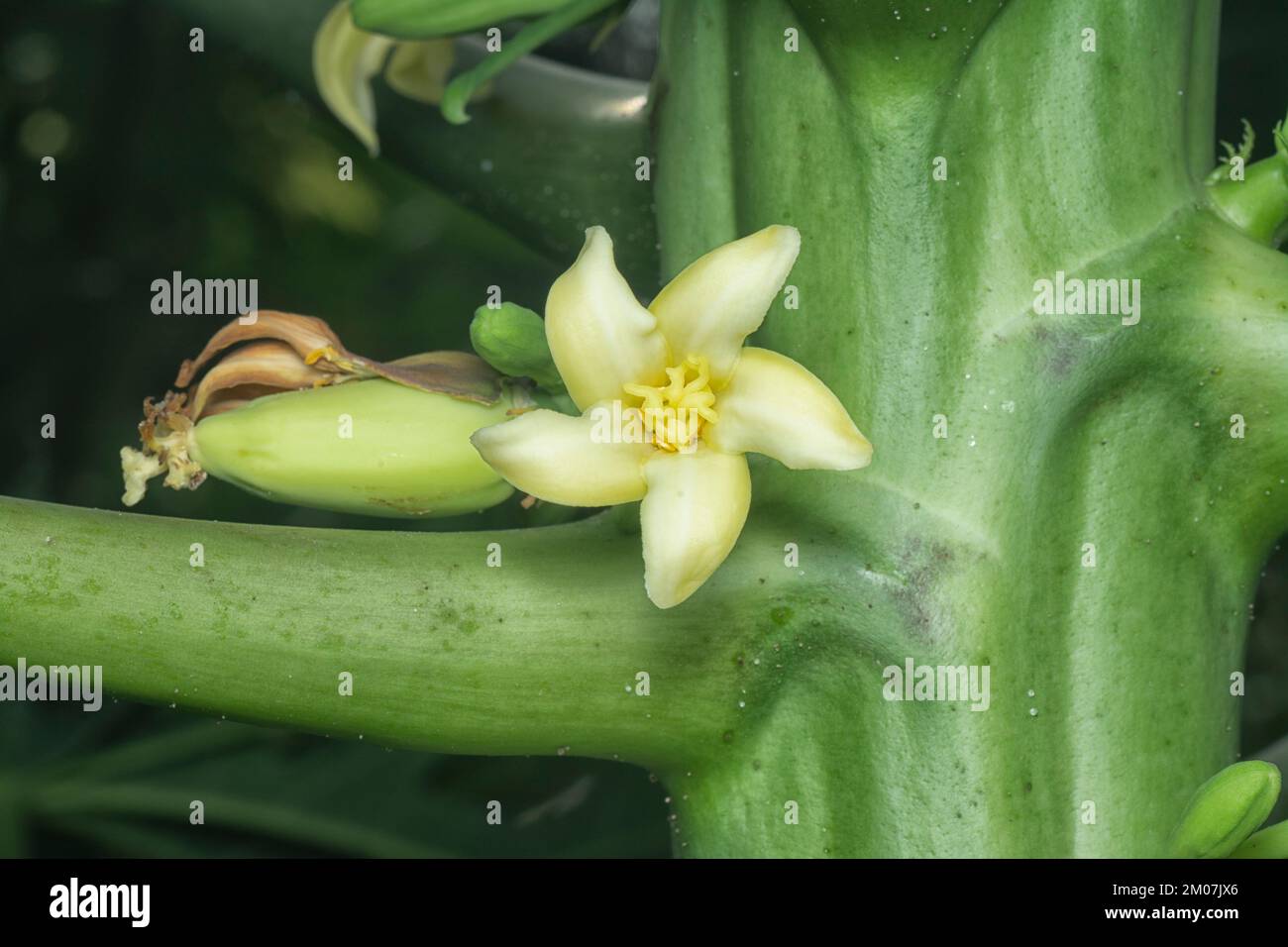 Papaya fruit female tree hi-res stock photography and images - Alamy