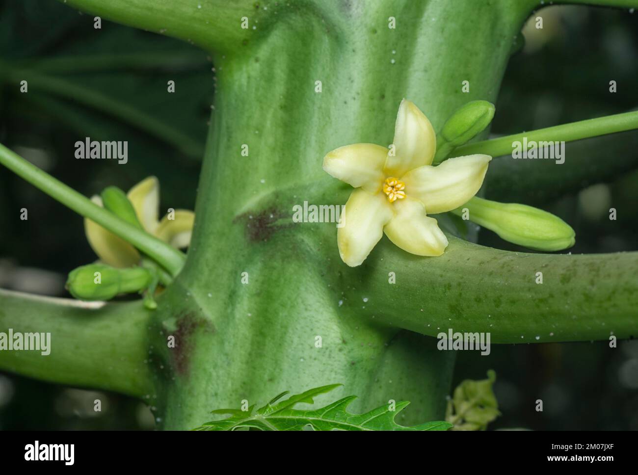 closeup of the flower bearing fruits on the papaya trunk Stock Photo ...