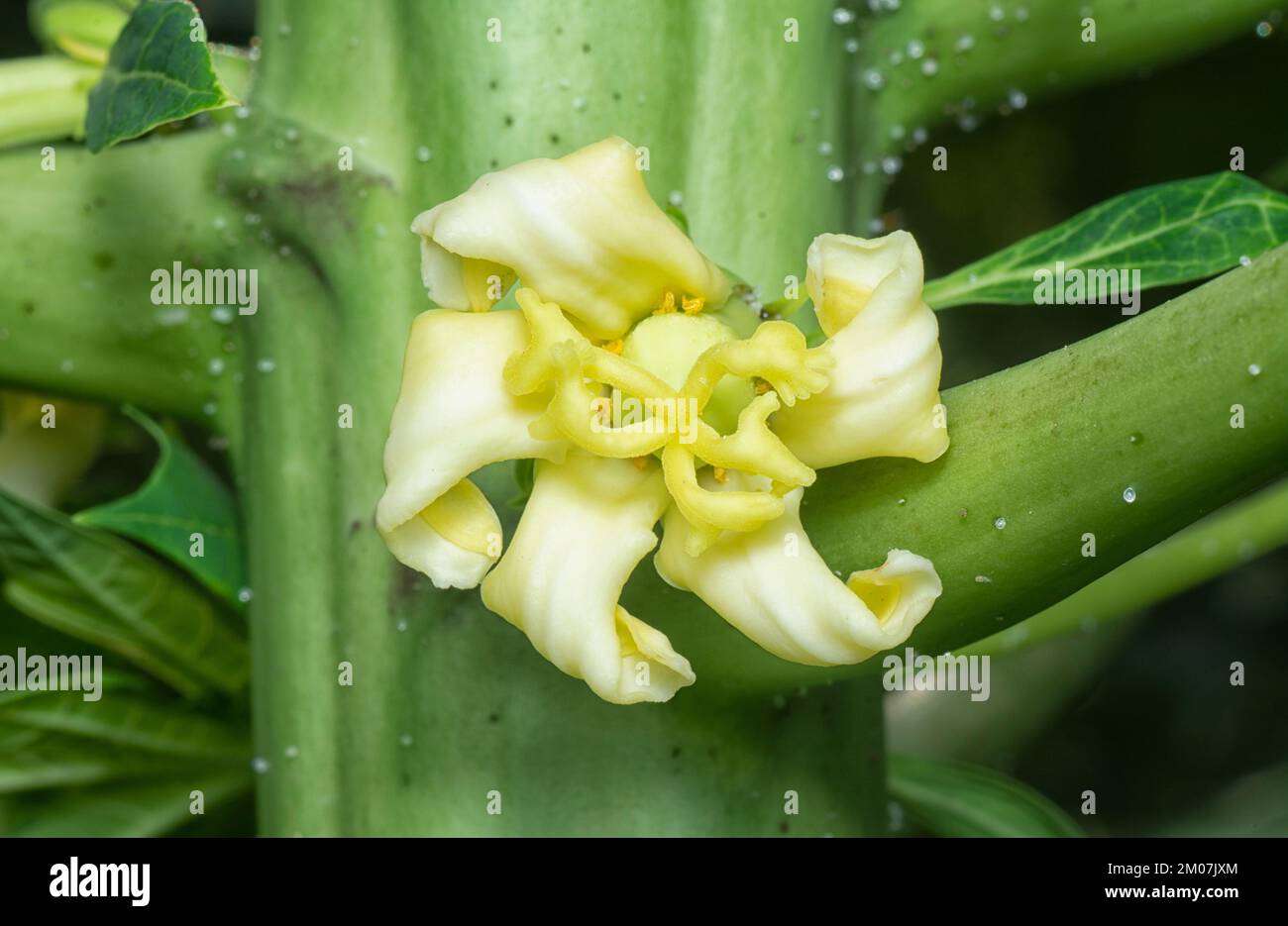 closeup of the flower bearing fruits on the papaya trunk Stock Photo ...