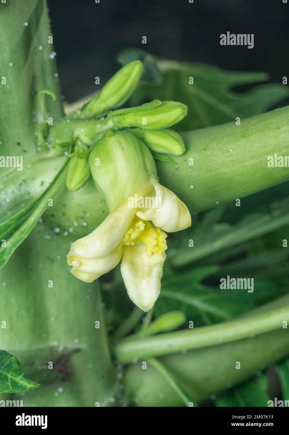 closeup of the flower bearing fruits on the papaya trunk Stock Photo ...