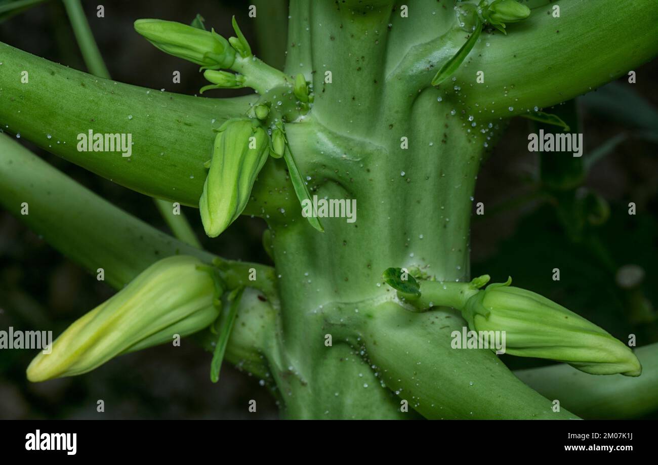 Female flower the papaya carica papaya hi-res stock photography and ...