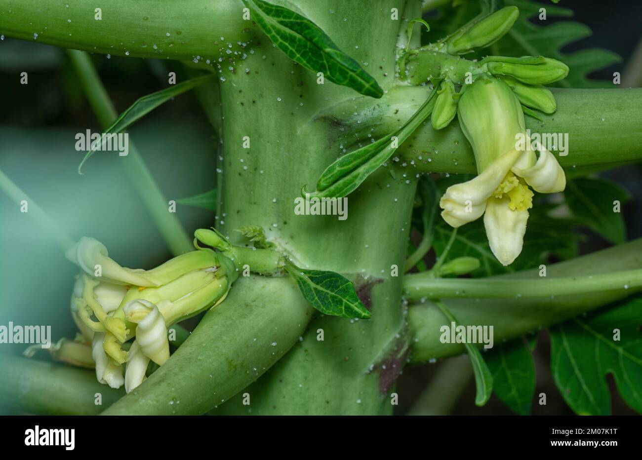 closeup of the flower bearing fruits on the papaya trunk Stock Photo ...