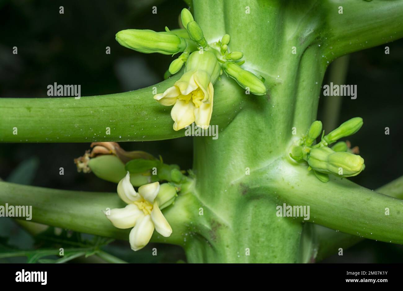 closeup of the flower bearing fruits on the papaya trunk Stock Photo ...