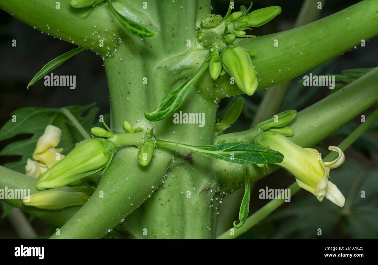 closeup of the flower bearing fruits on the papaya trunk Stock Photo ...