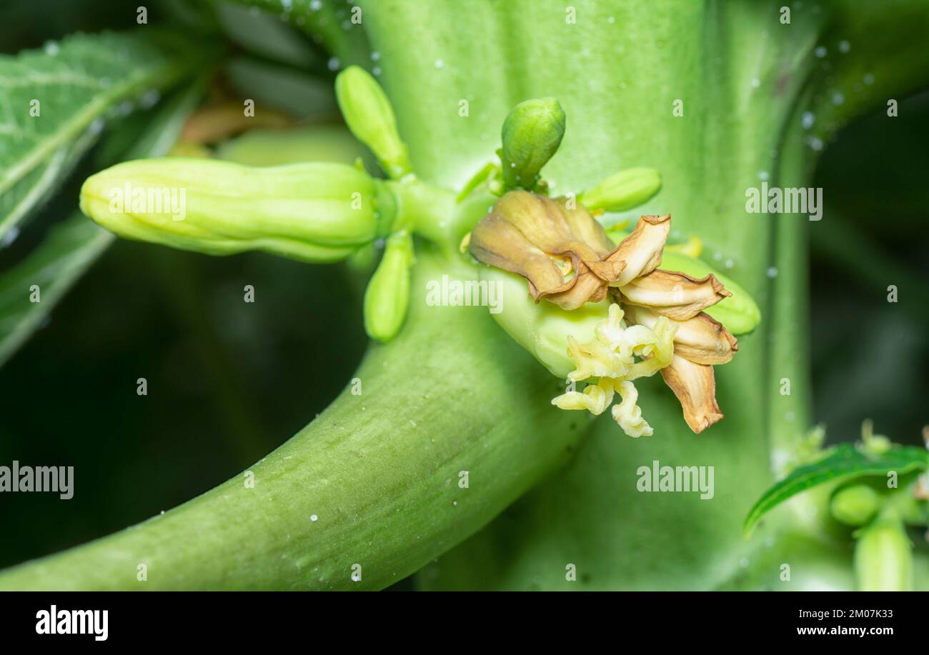 closeup of the flower bearing fruits on the papaya trunk Stock Photo ...