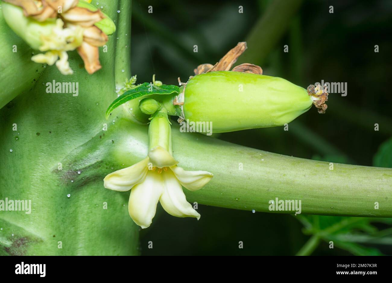 Female papaya flower hi-res stock photography and images - Alamy