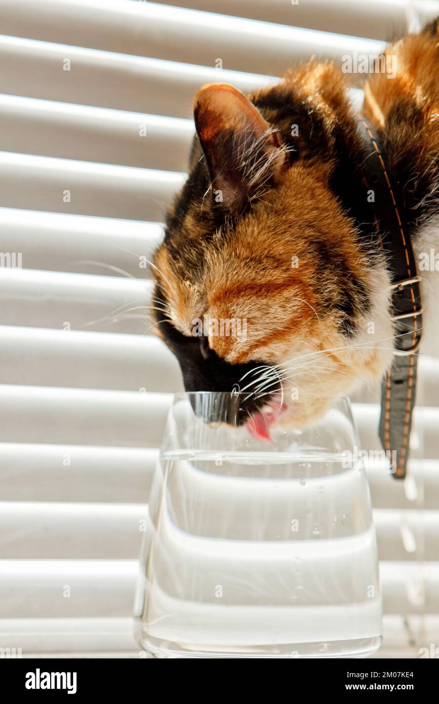 tricolor cat drinks water from a transparent glass cup on a background ...
