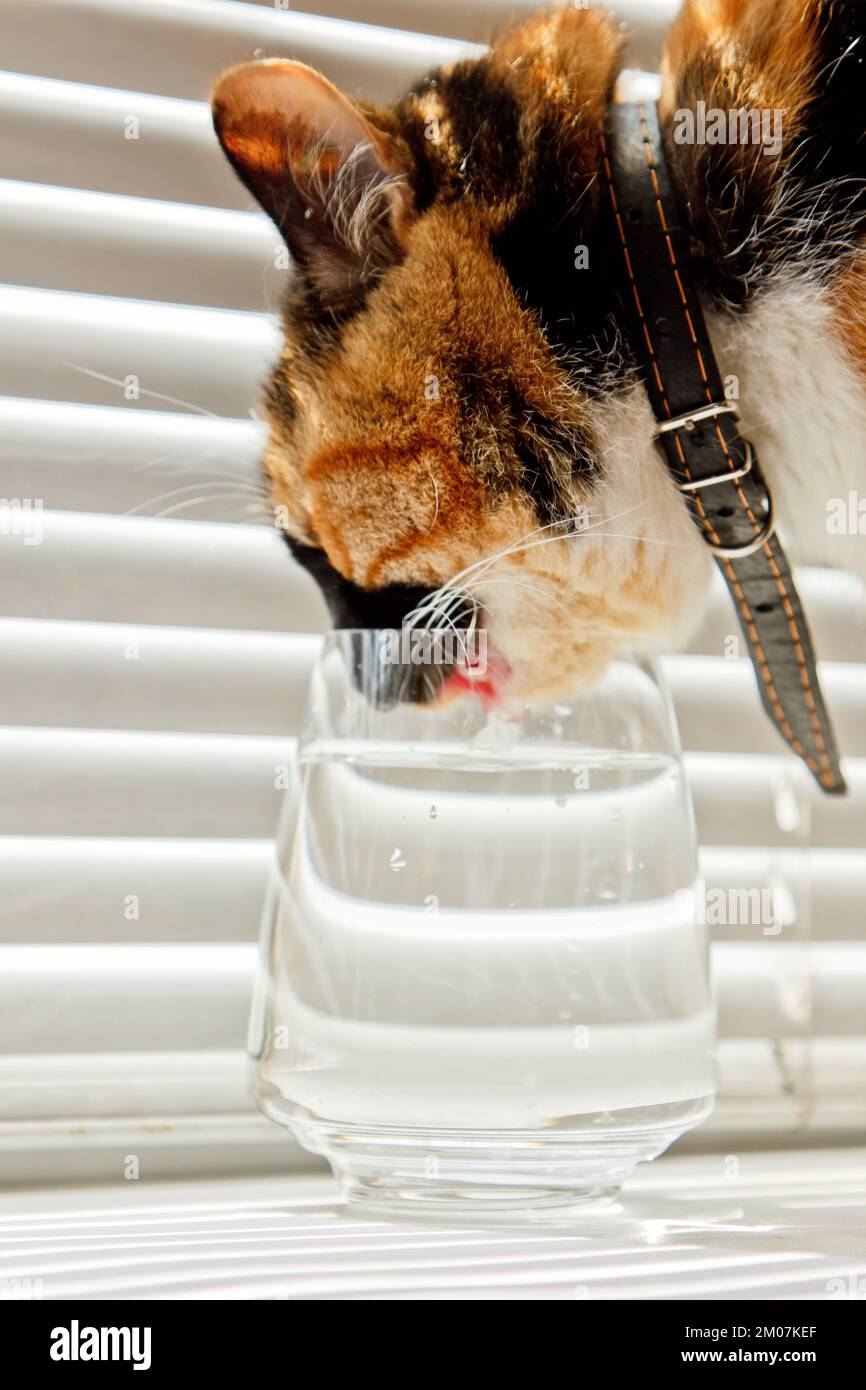 tricolor cat drinks water from a transparent glass cup on a background ...