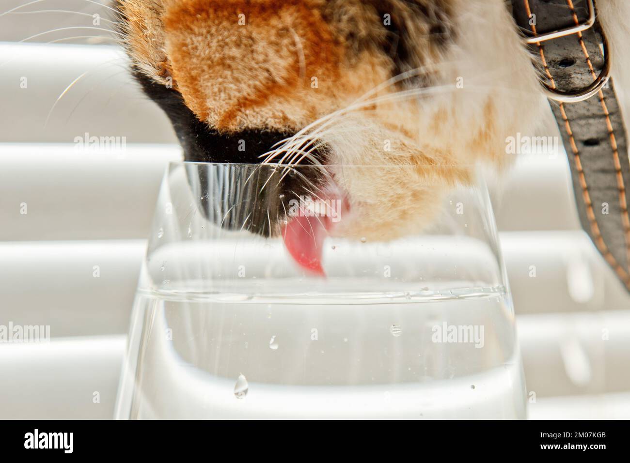 Beautiful tricolor kitten drinking water hi-res stock photography and ...