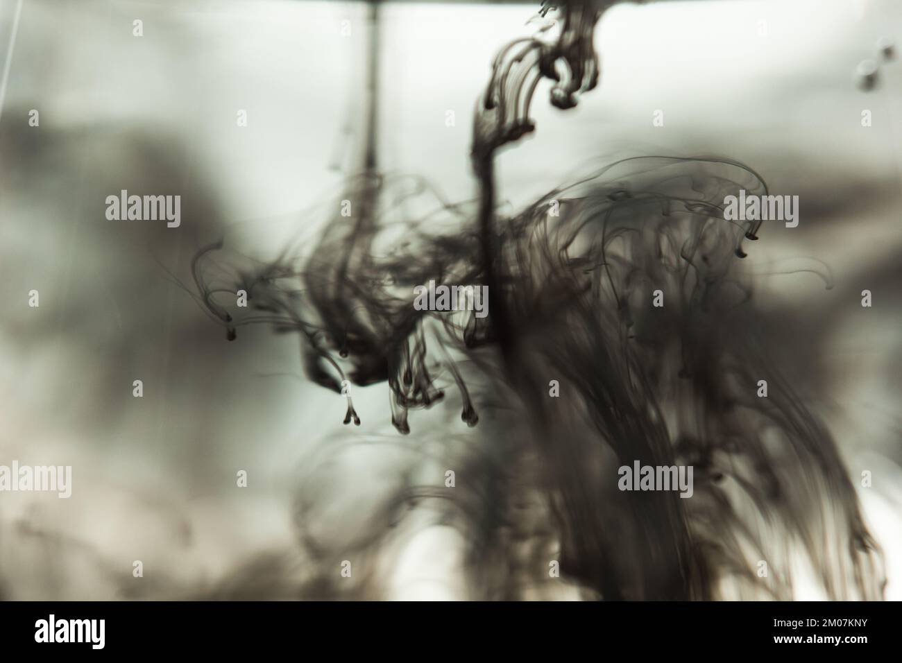 a cloud of ink in a transparent glass cup with clear water amid rays of ...