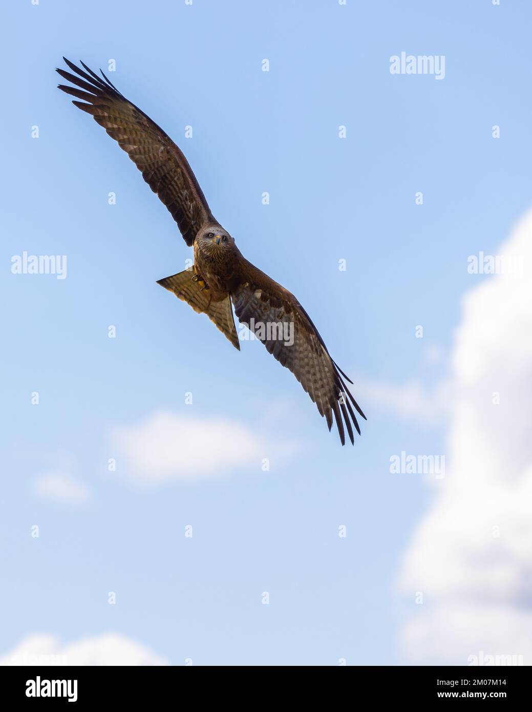 Red Kite [ Milvus milvus ] captive bird flying overhead against sky at ...