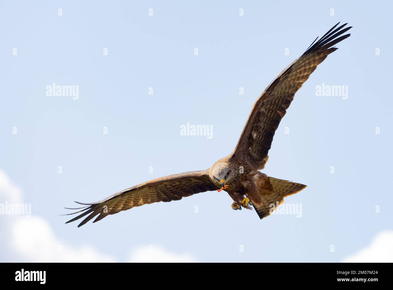 Red Kite [ Milvus milvus ] captive bird flying overhead against sky ...